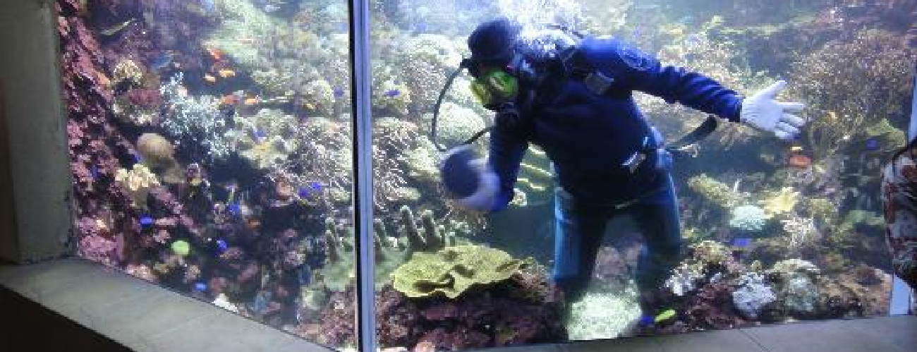 Fish Tank Cleaning Service | Aquarium Maintenance | Pond Cleaning in ...